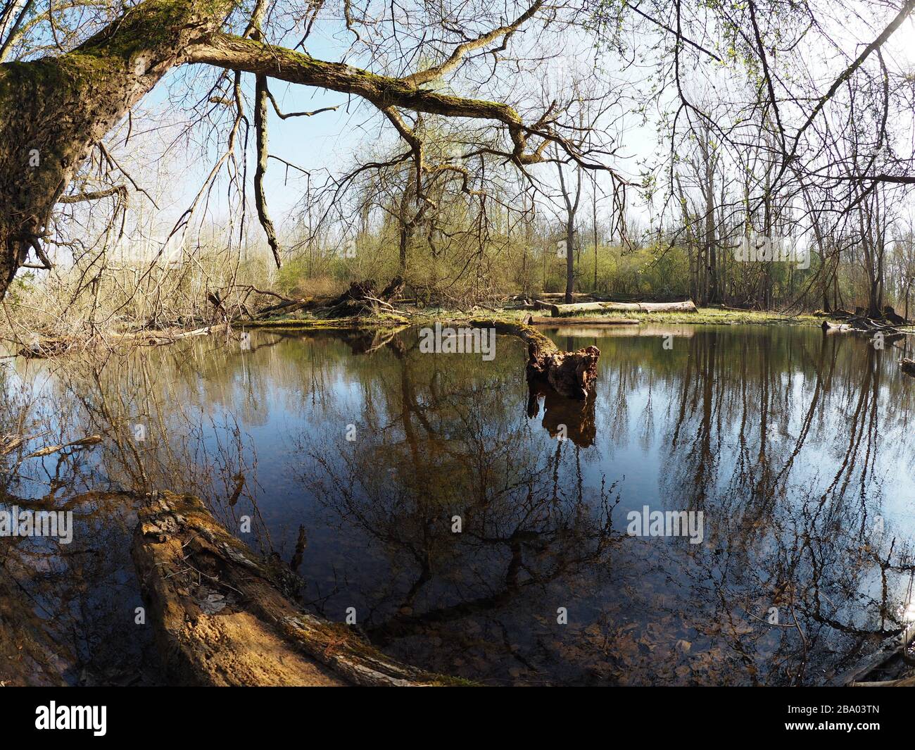 Swamp Water Surface High Resolution Stock Photography and Images - Alamy