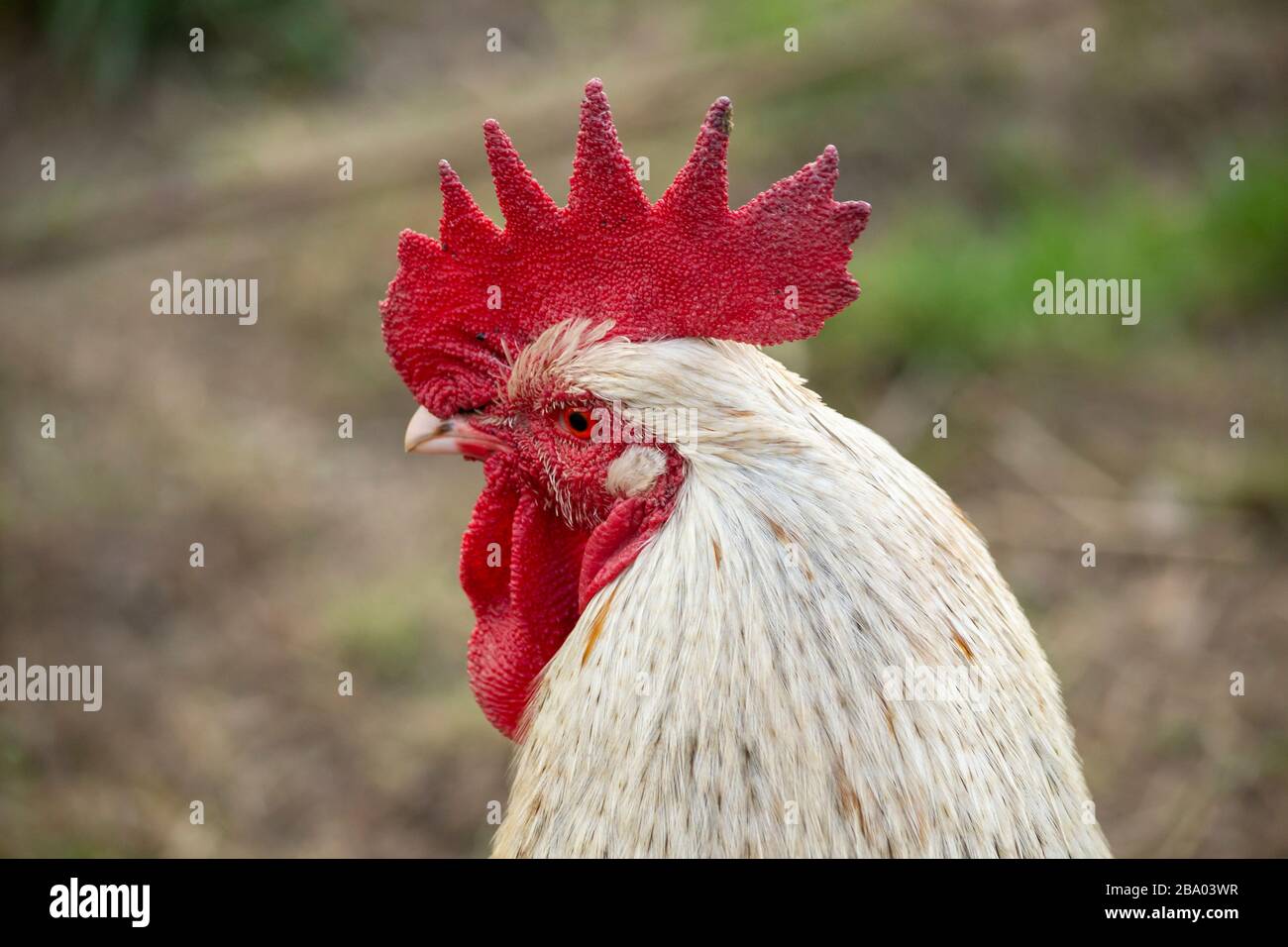 White polish rooster hi-res stock photography and images - Alamy