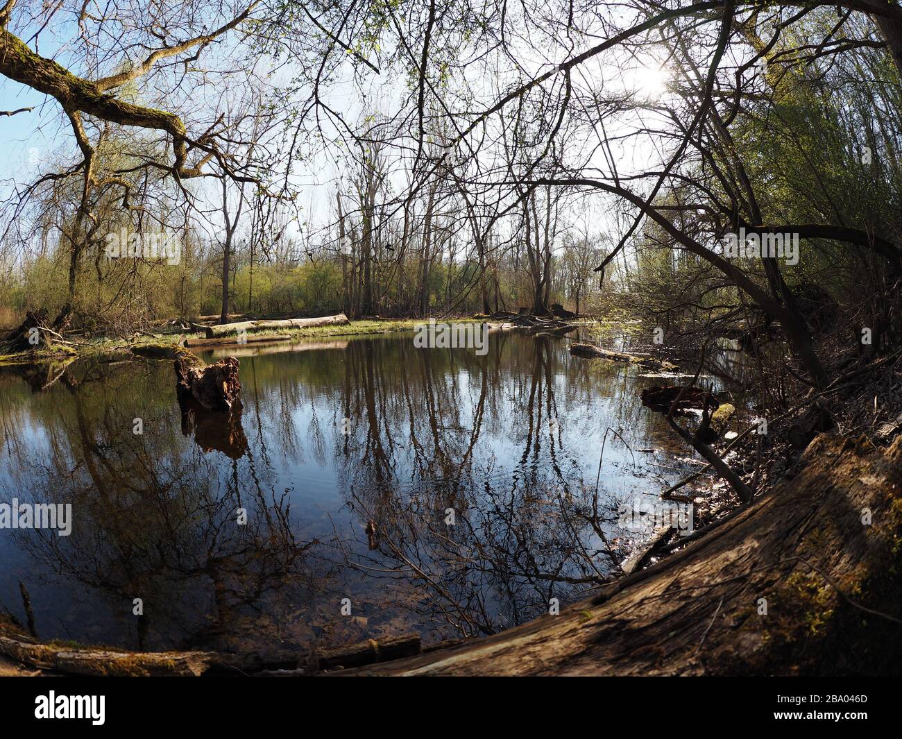 Swamp Water Surface High Resolution Stock Photography and Images - Alamy