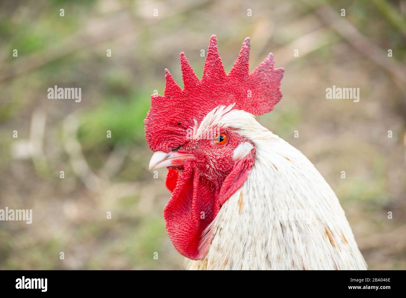 White polish rooster hi-res stock photography and images - Alamy