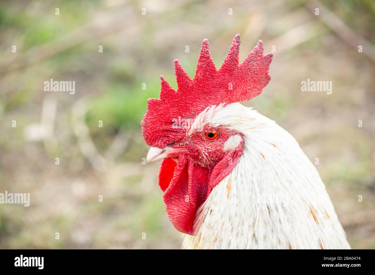 White polish rooster hi-res stock photography and images - Alamy
