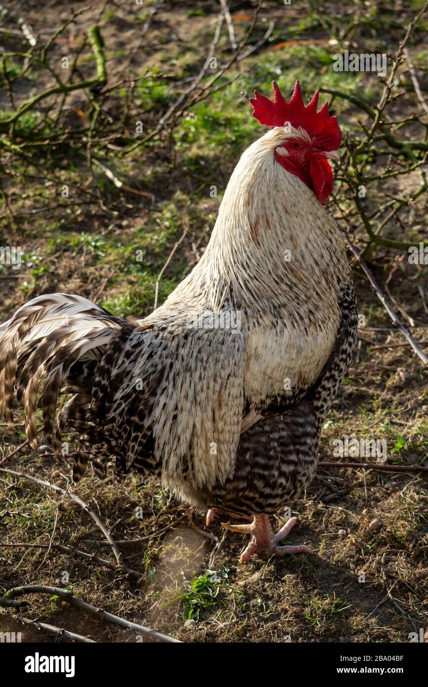 White polish rooster hi-res stock photography and images - Alamy