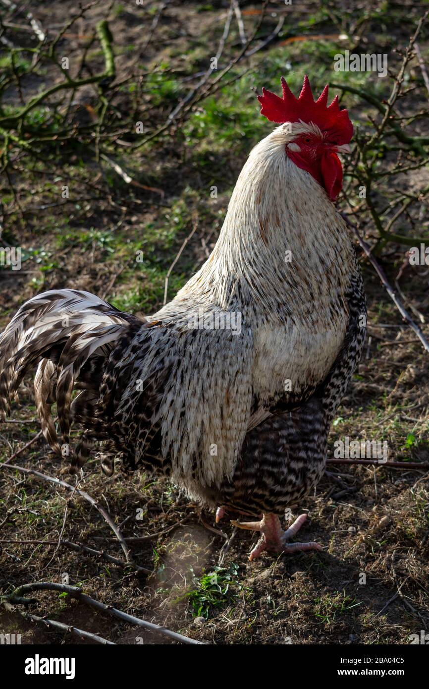 White polish rooster hi-res stock photography and images - Alamy