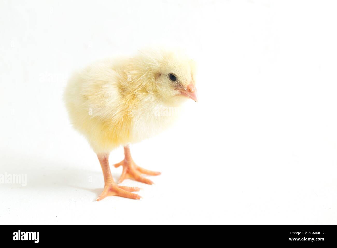 Cute little chicken isolated on white background Stock Photo - Alamy
