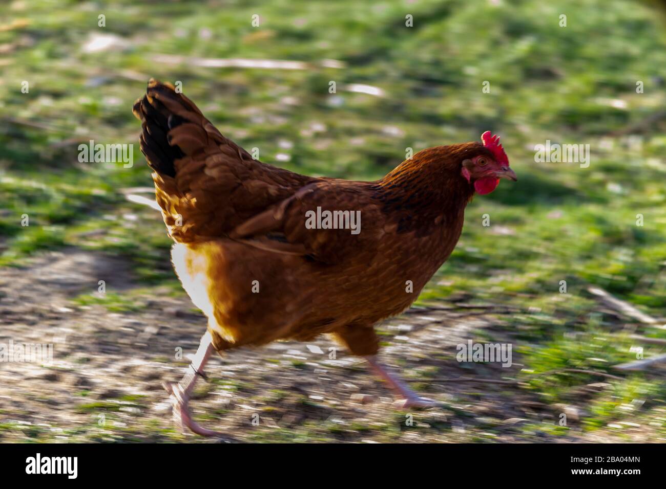 White polish rooster hi-res stock photography and images - Alamy