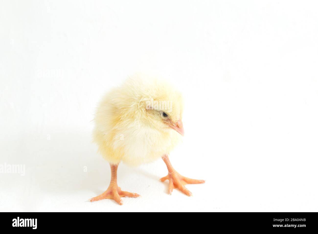 Cute little chicken isolated on white background Stock Photo - Alamy