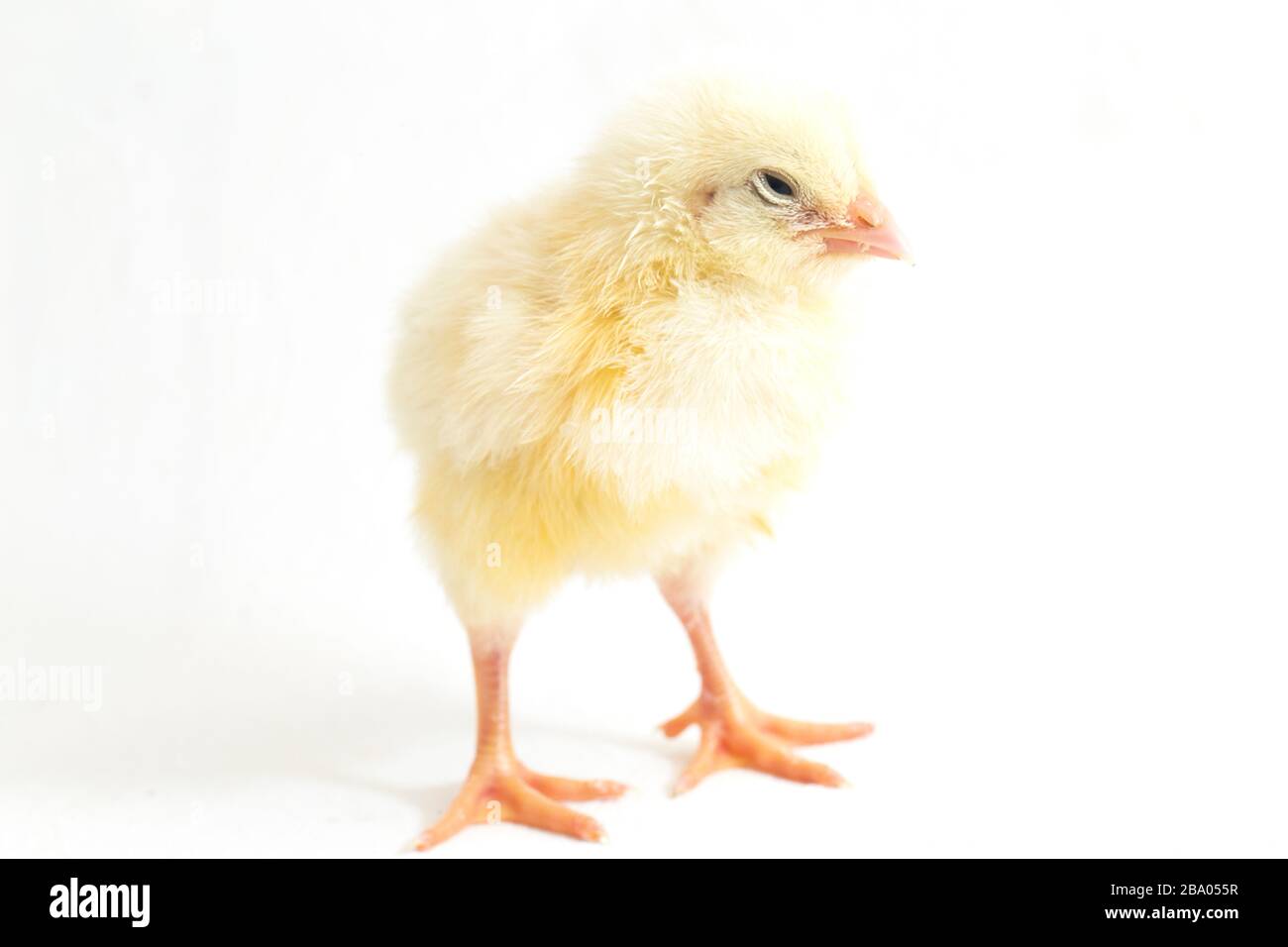 Cute little chicken isolated on white background Stock Photo - Alamy