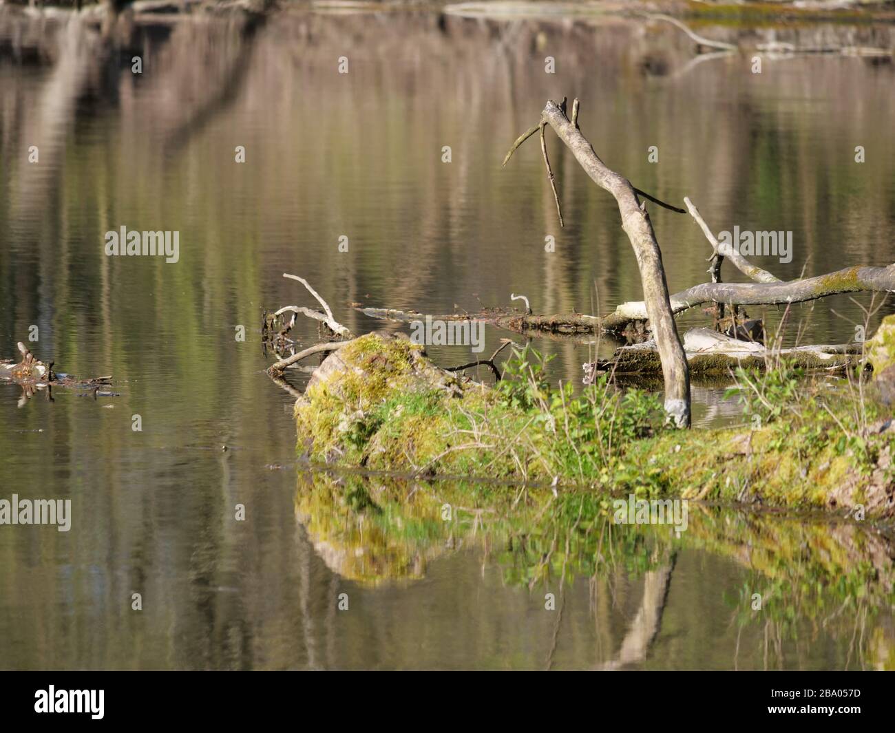 rotten trunk lying in water overgrown by moss Stock Photo - Alamy