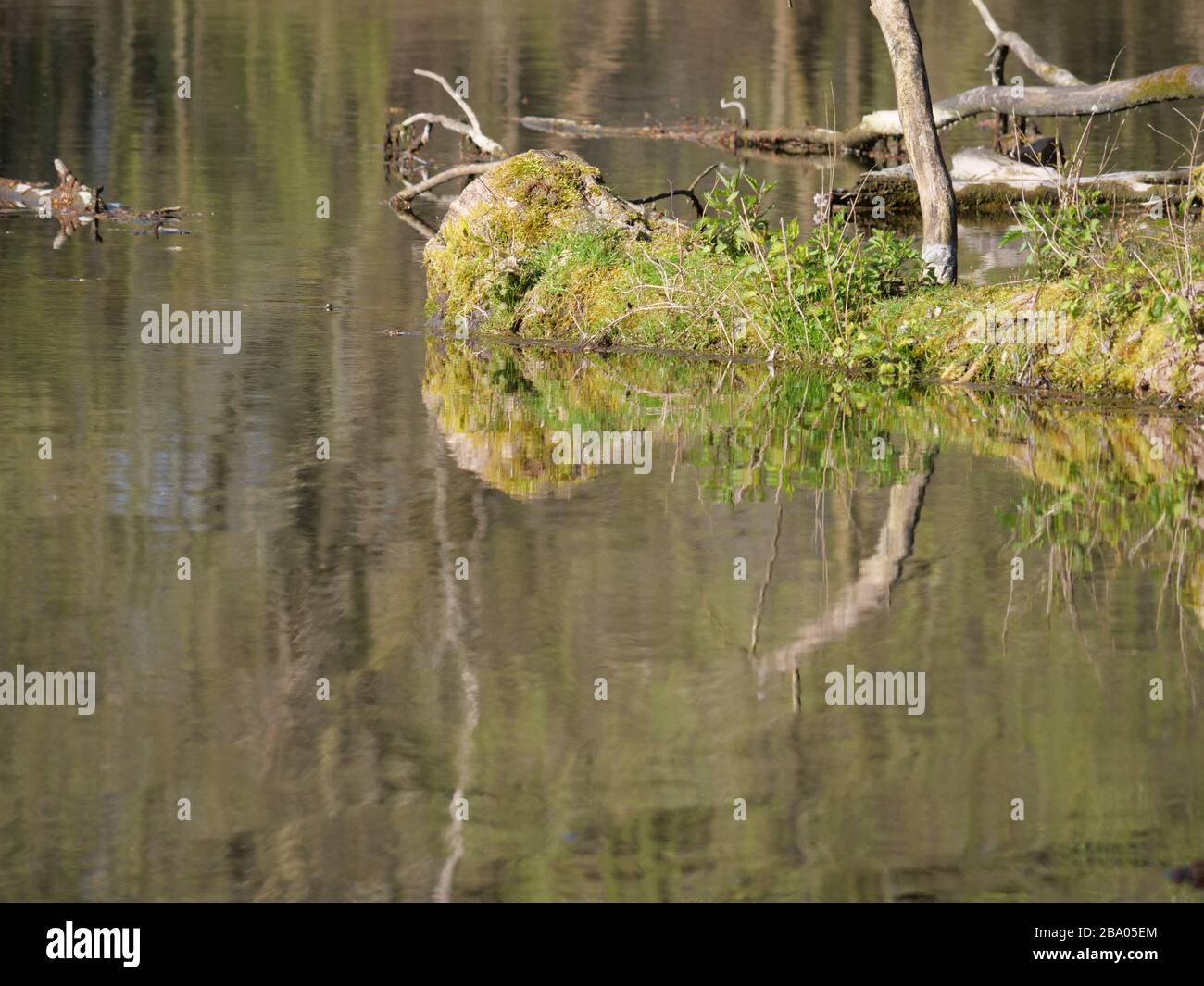 rotten trunk lying in water overgrown by moss Stock Photo - Alamy