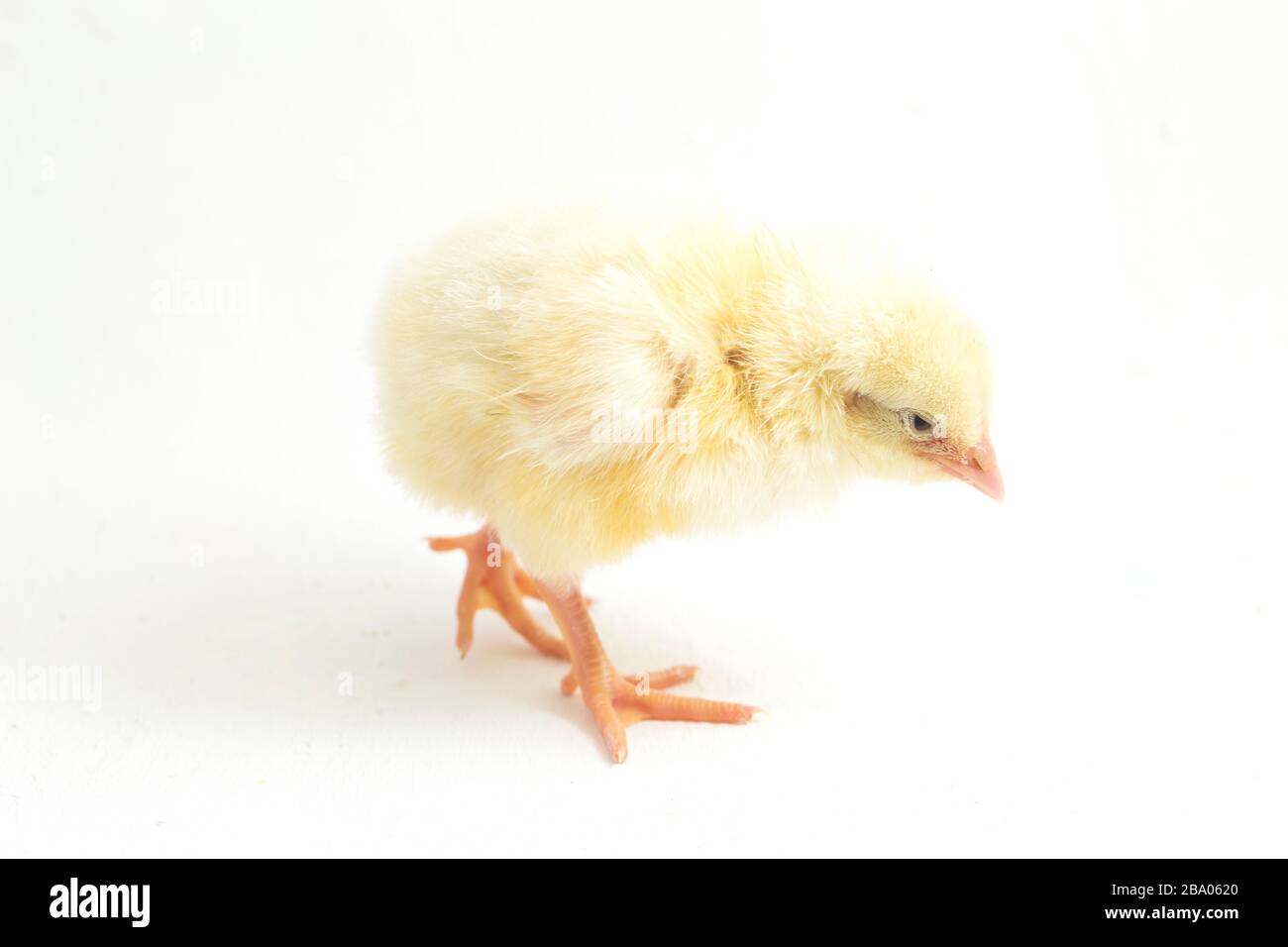 Cute little chicken isolated on white background Stock Photo - Alamy