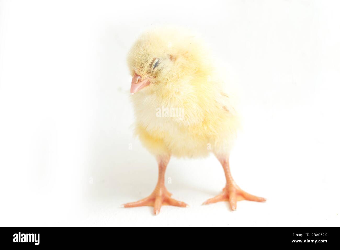Cute little chicken isolated on white background Stock Photo - Alamy