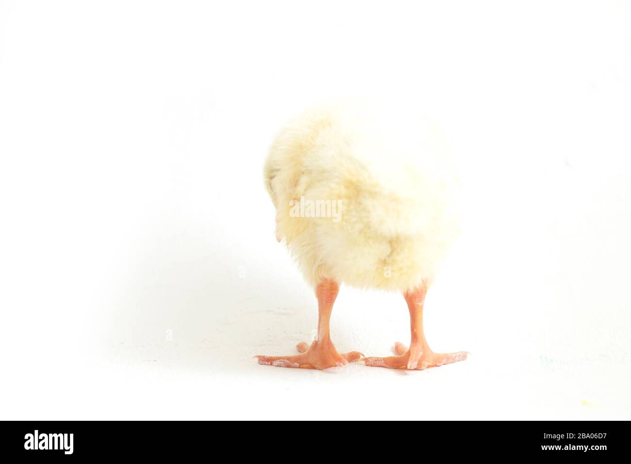 Cute little chicken isolated on white background Stock Photo - Alamy