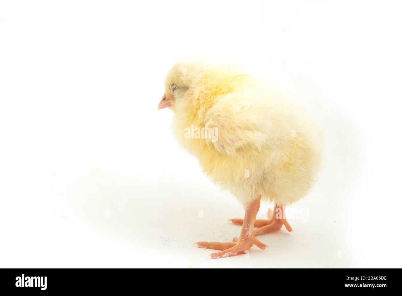 Cute little chicken isolated on white background Stock Photo - Alamy
