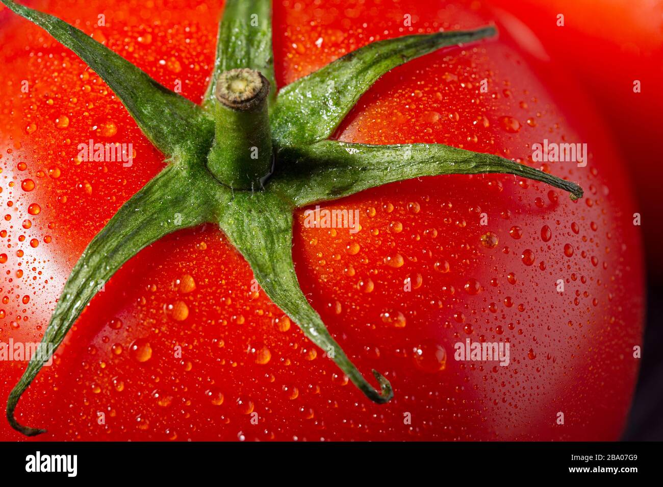 Macro tomato plant hi-res stock photography and images - Alamy