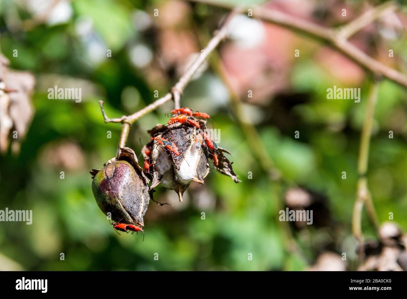dramatic close up image of insects invading a cotton tree in the ...