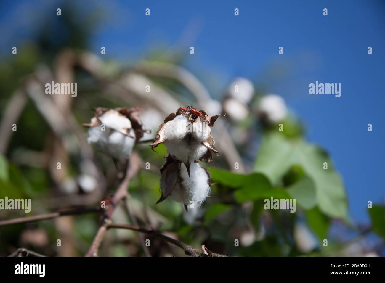 dramatic close up image of insects invading a cotton tree in the ...