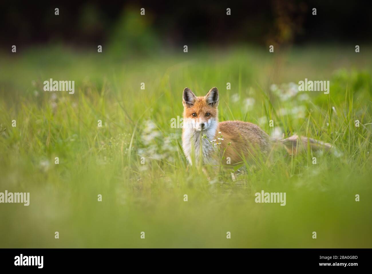 Fluffy red fox on a green meadow with flowers in summer nature Stock ...