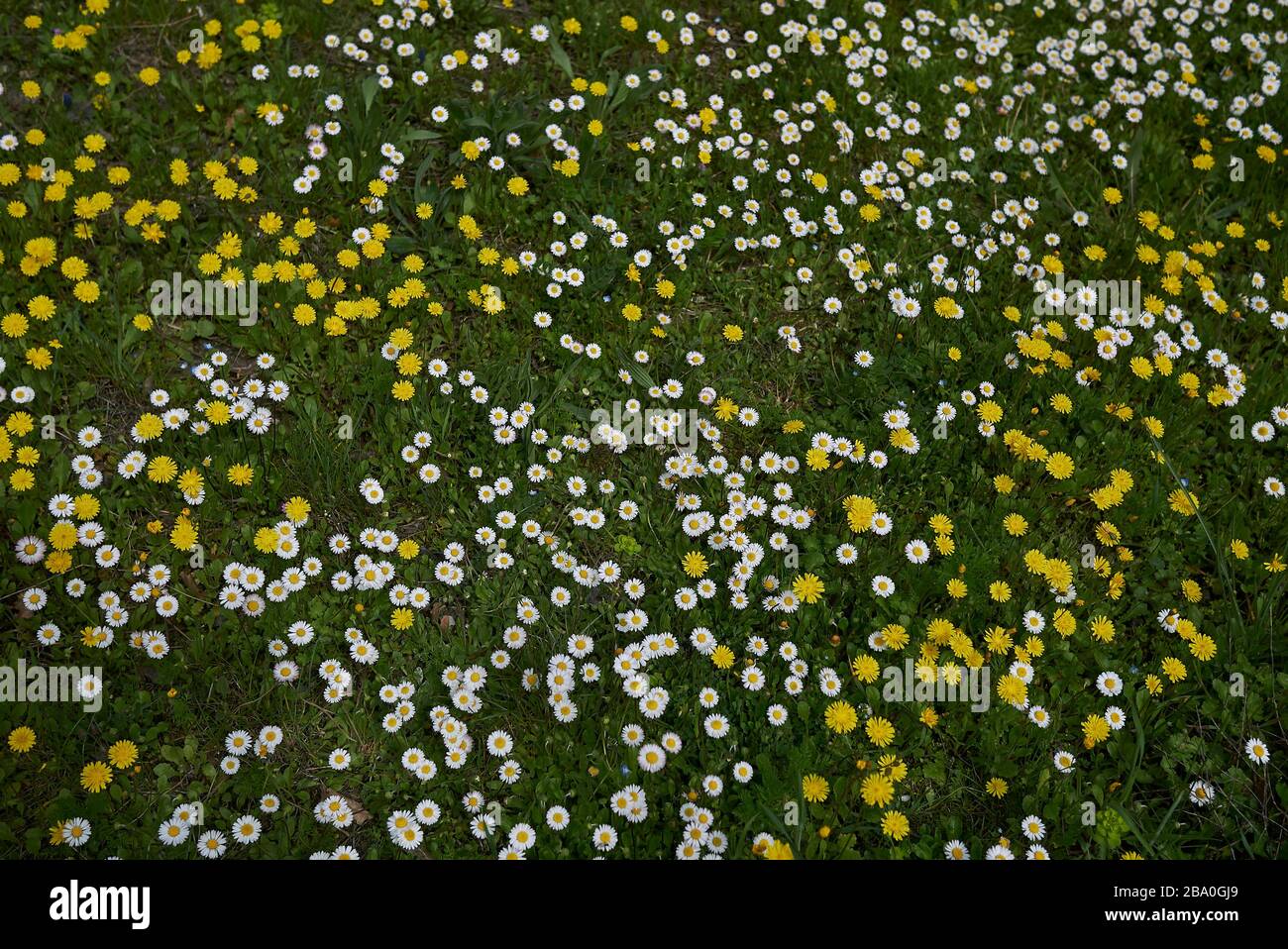 Crepis sancta hi-res stock photography and images - Alamy