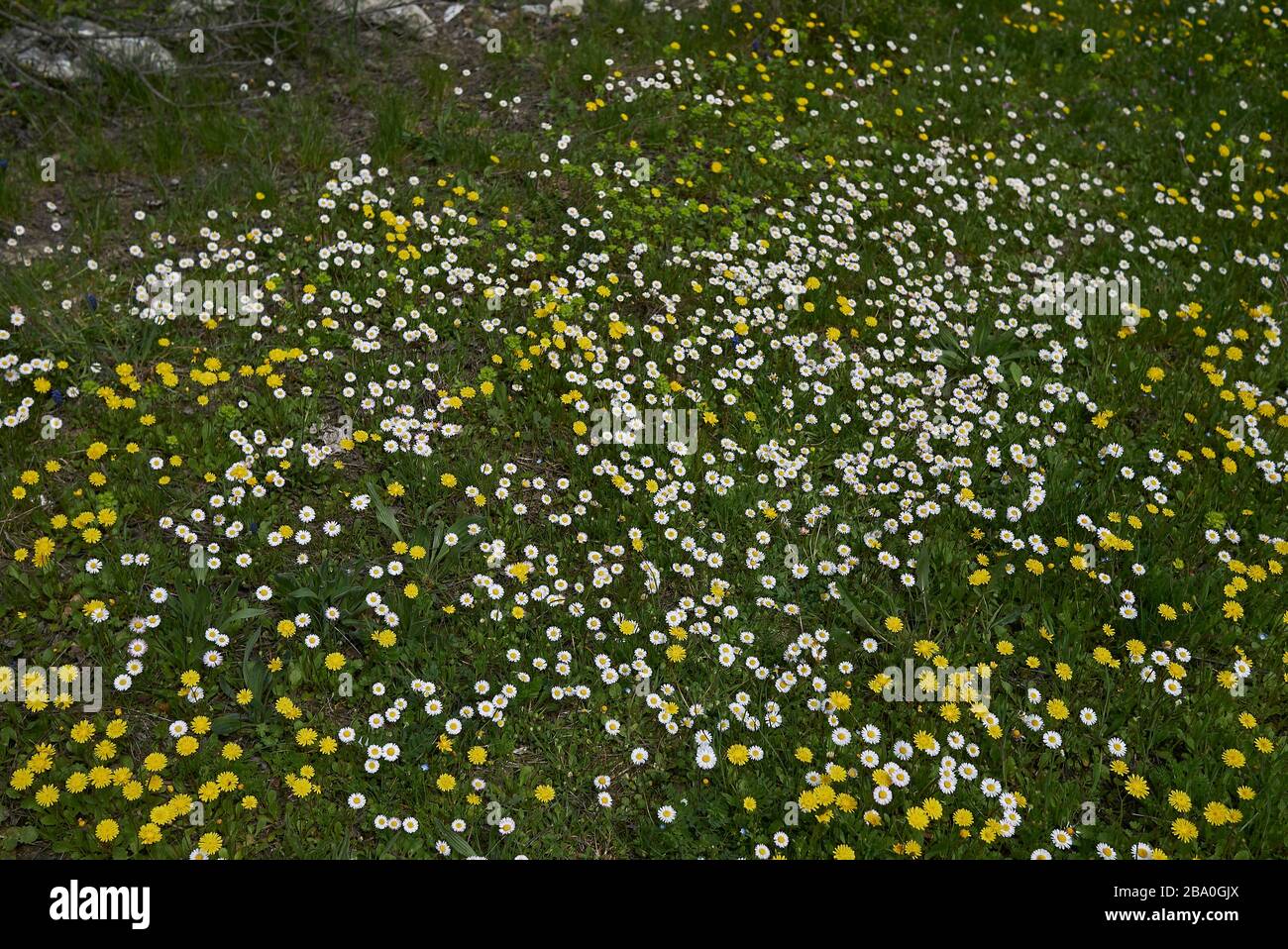 Crepis sancta hi-res stock photography and images - Alamy