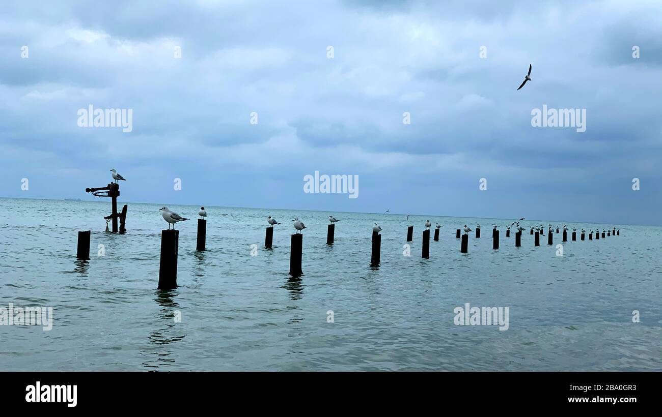 Sea gull sits on a rusty barrel in the Black Sea with dark clouds ...