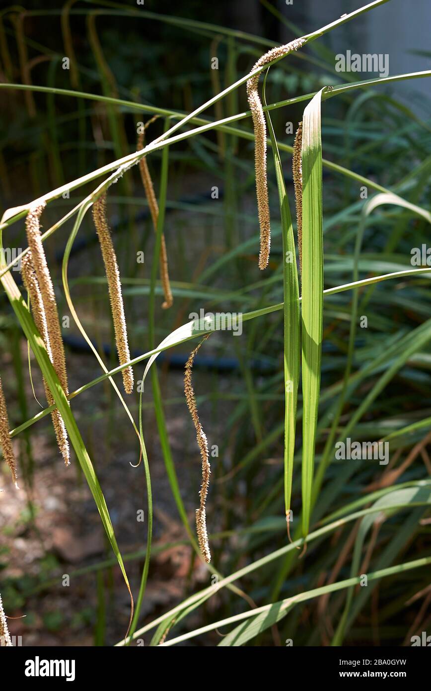 Carex pendula plant in bloom Stock Photo - Alamy