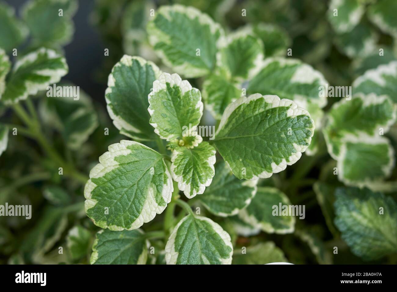 Plectranthus coleoides variegated leaves Stock Photo - Alamy