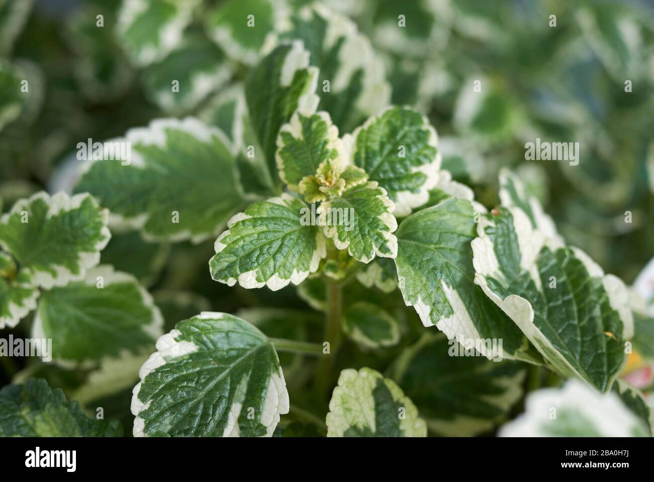 Plectranthus coleoides variegated leaves Stock Photo - Alamy