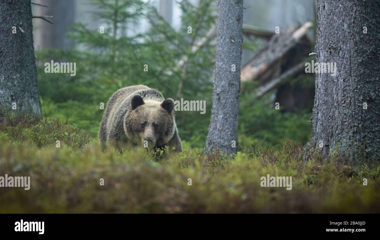 Threatening brown bear approaching in summer forest from front view ...