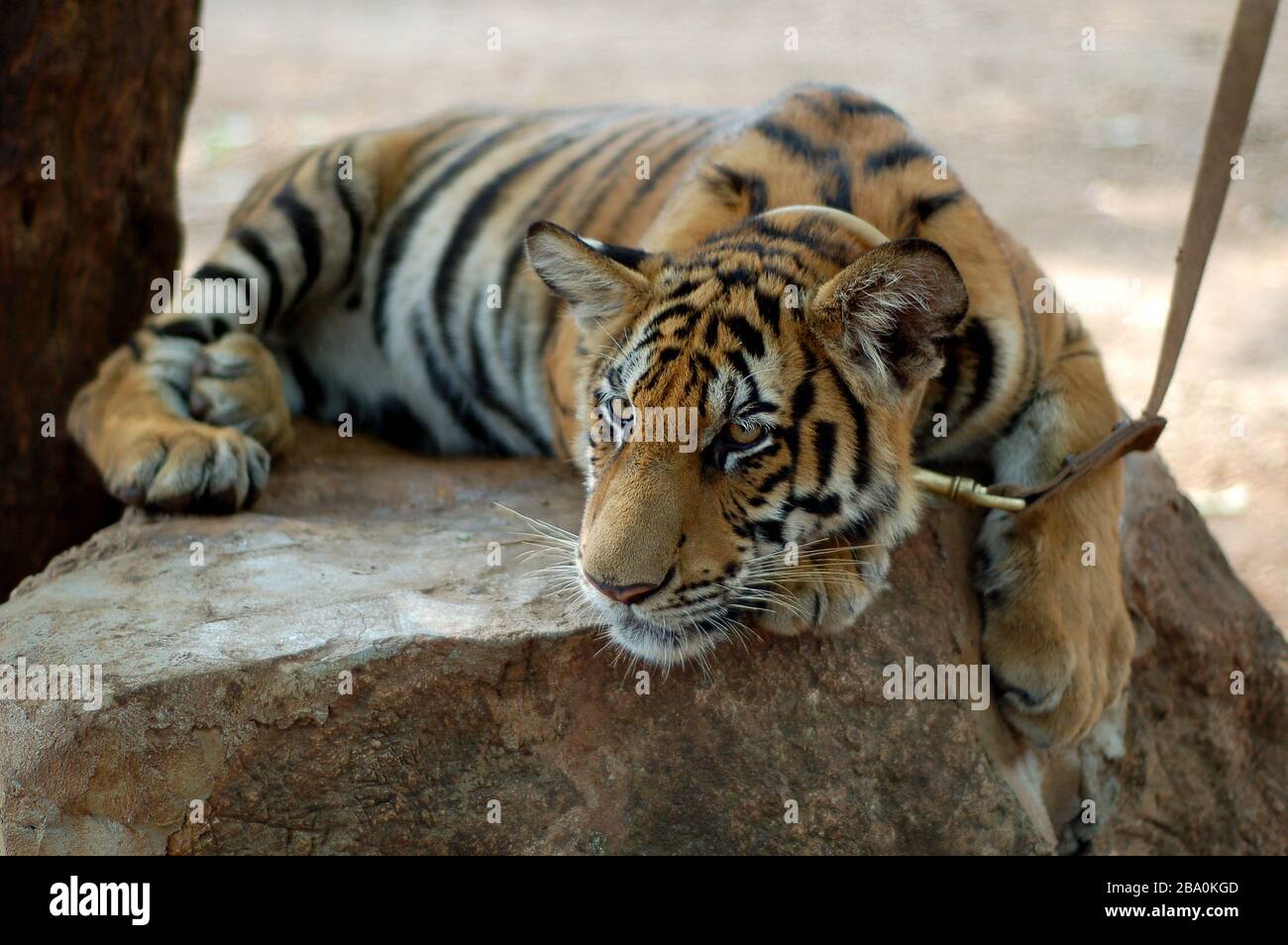 Hugging a tiger hi-res stock photography and images - Alamy