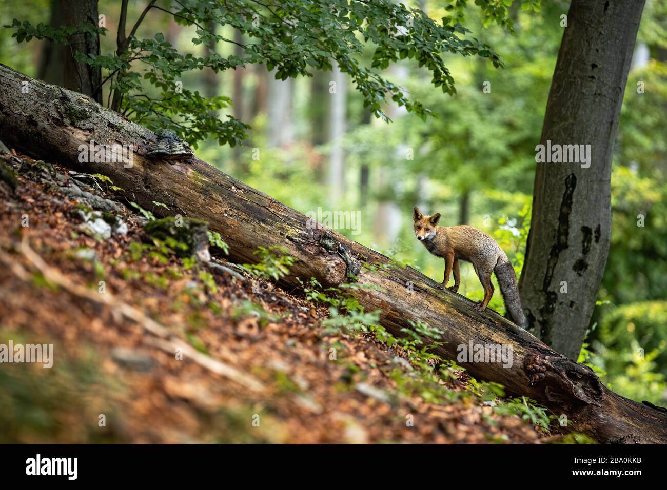 Red fox on a fallen tree hi-res stock photography and images - Alamy