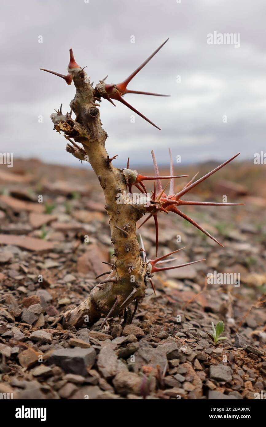 Thorn Forest High Resolution Stock Photography and Images - Alamy