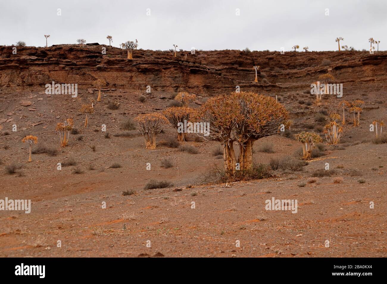 Quiver Tree Forest outside the town of Nieuwoudtville, Northern Cape ...