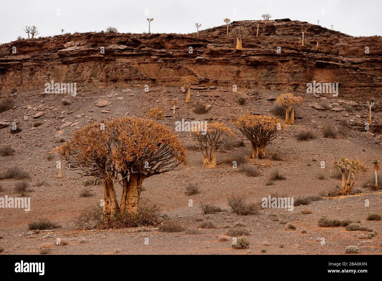 Quiver Tree Forest outside the town of Nieuwoudtville, Northern Cape ...