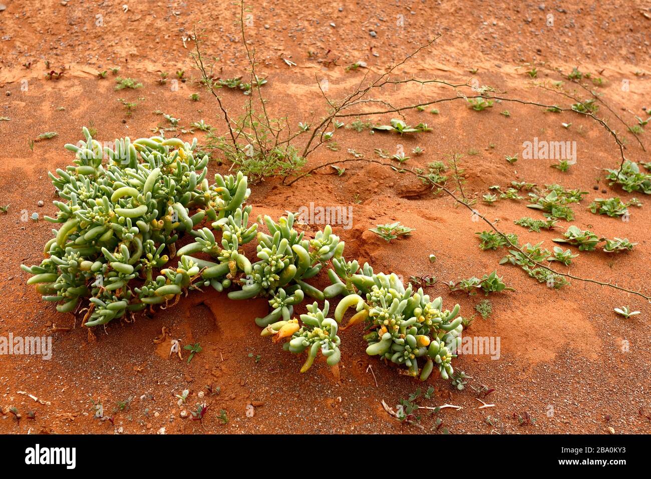 Exotic succulent plant in the Quiver Tree Forest near the town of ...