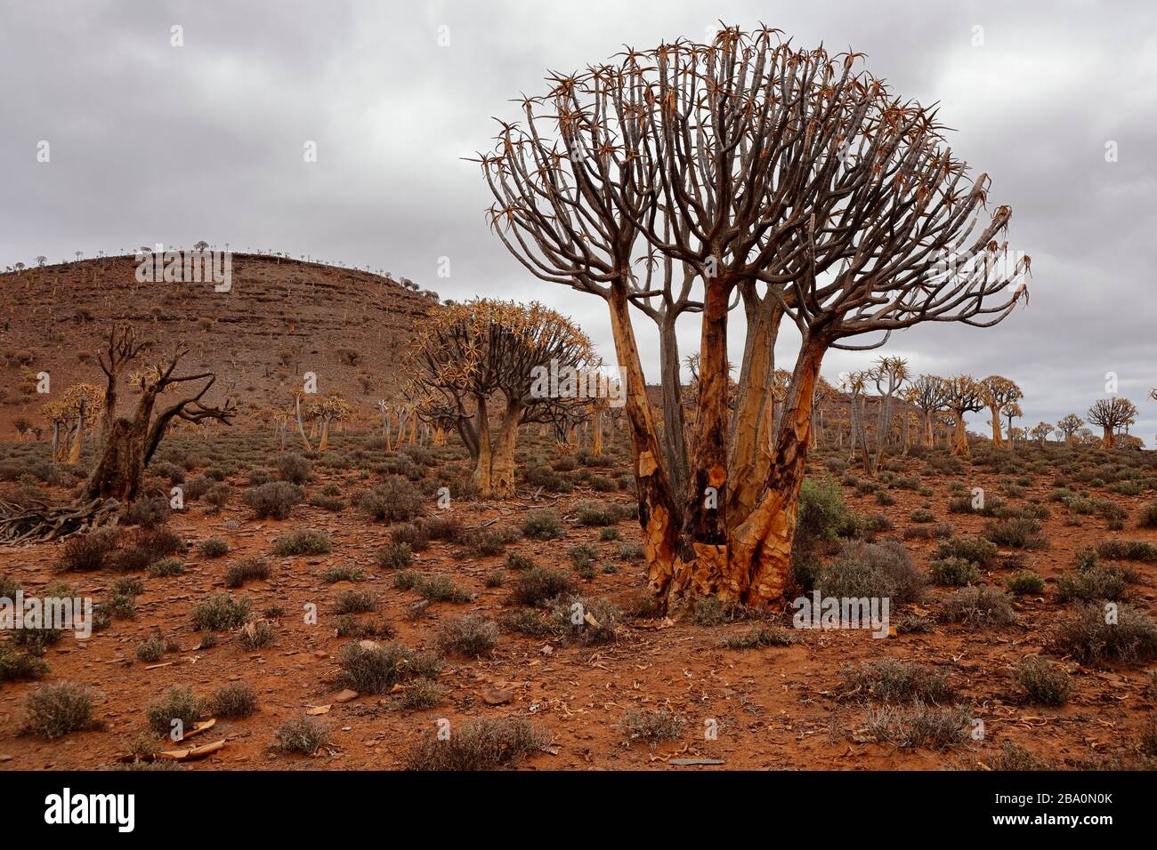 Quiver tree flower hi-res stock photography and images - Alamy