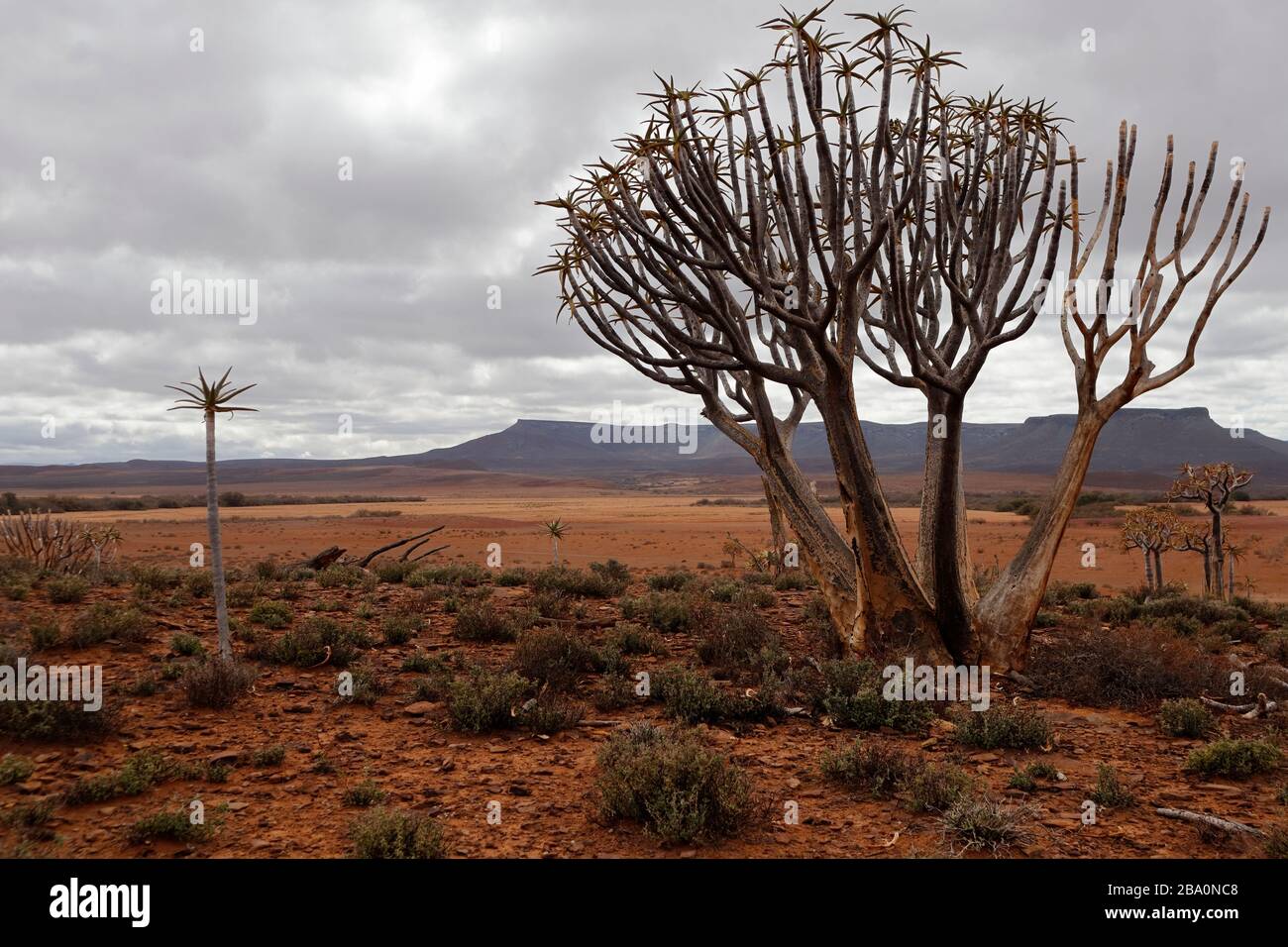 Quiver Tree Forest outside the town of Nieuwoudtville, Northern Cape ...