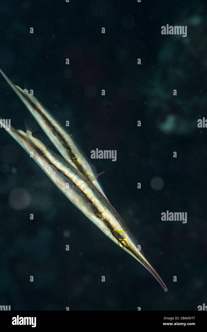 Razor fish hi-res stock photography and images - Alamy