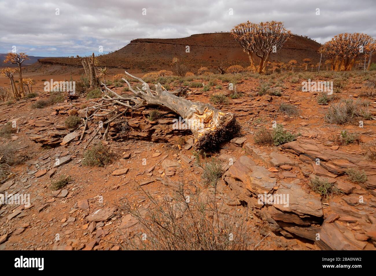 Quiver Tree Forest outside the town of Nieuwoudtville, Northern Cape ...