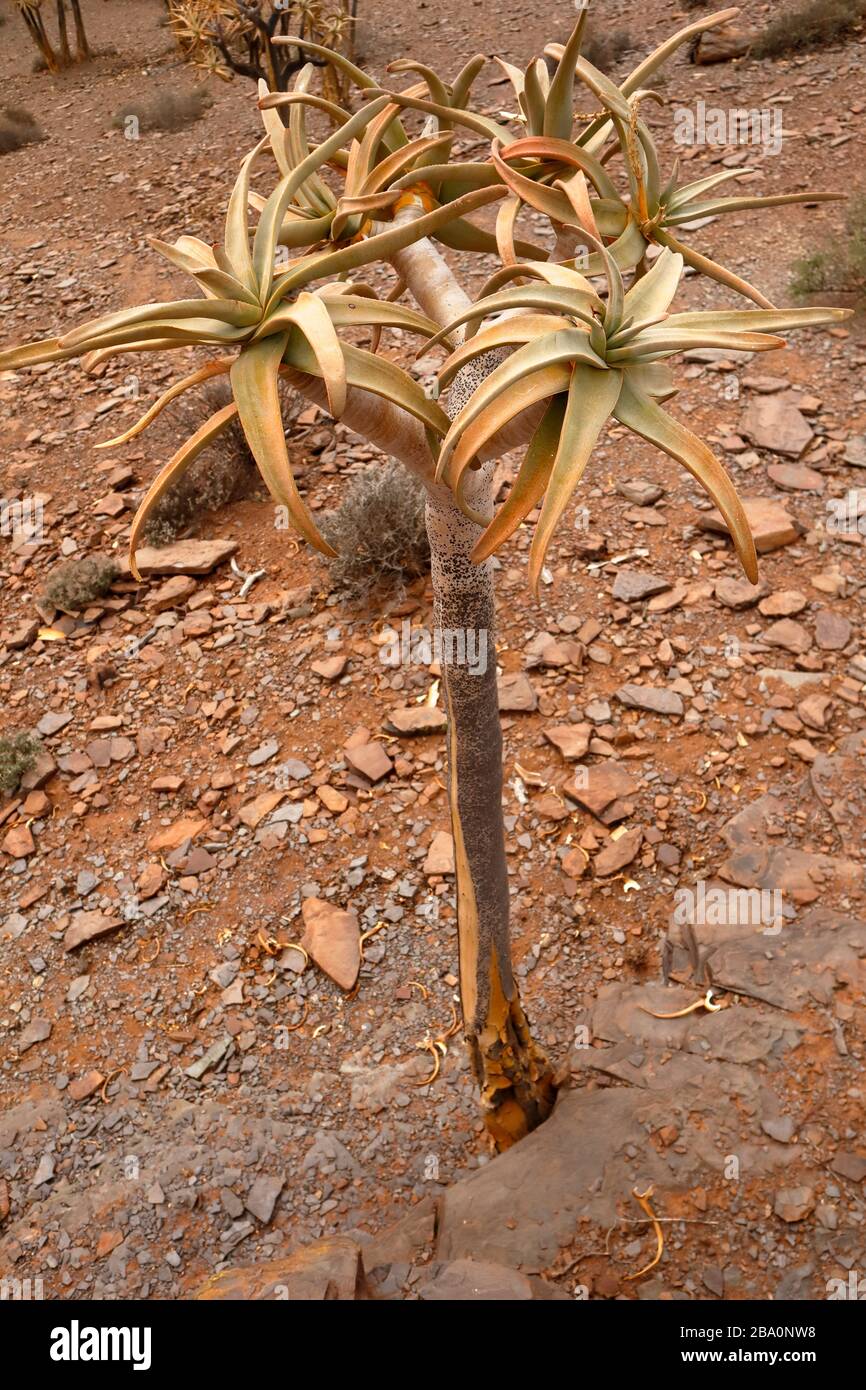 Quiver Tree Forest outside the town of Nieuwoudtville, Northern Cape ...