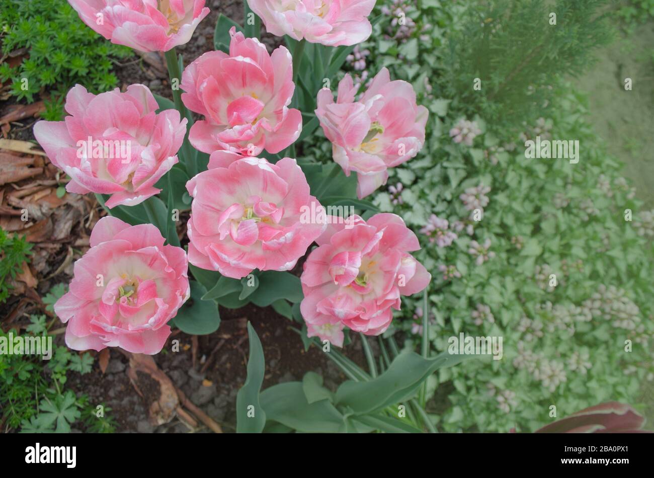 Beautiful double pink tulip. Pink early flowering double tulip Stock ...