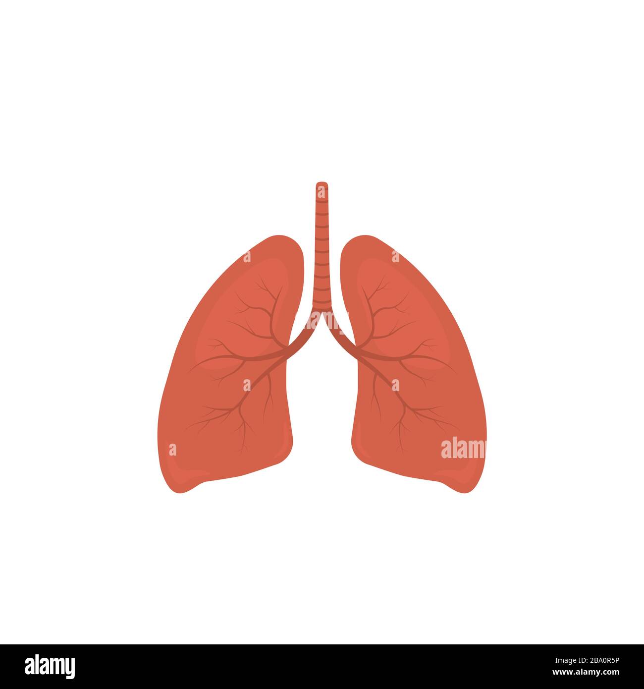Human lungs vector illustration Stock Vector Image & Art - Alamy