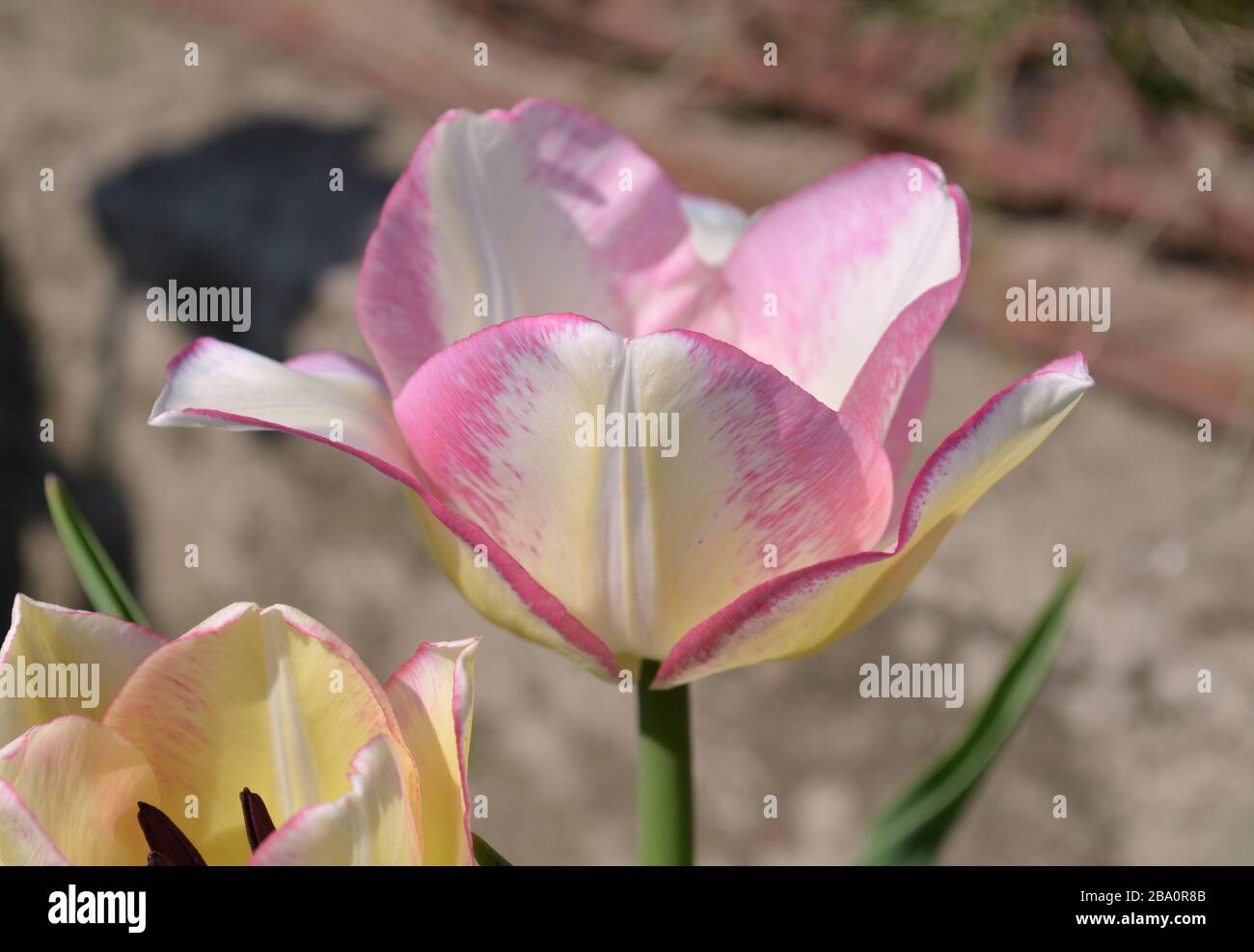Closeup color beautiful nature green background Stock Photo - Alamy