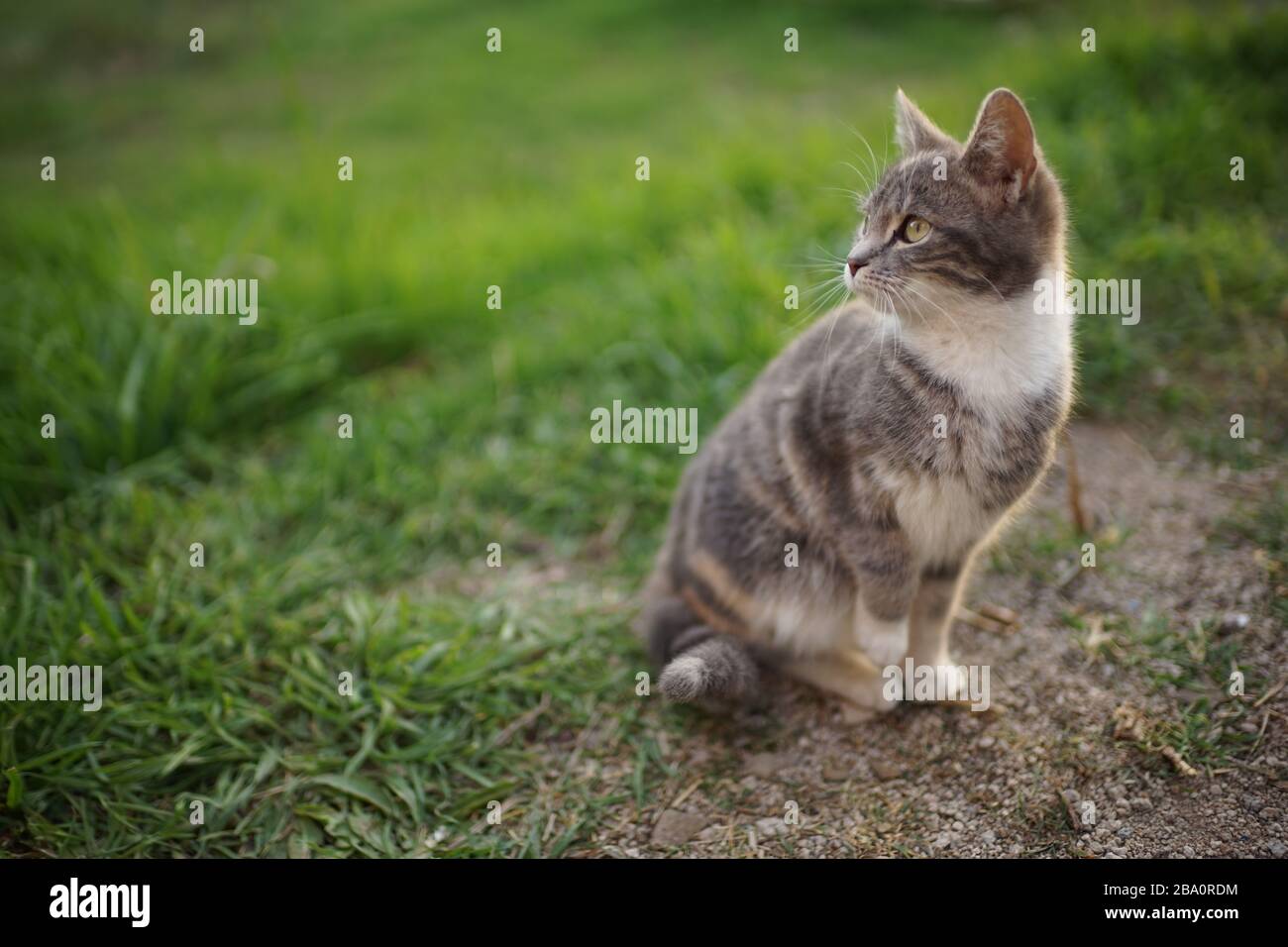 Cute ash cat portrait in the garden, look and paw raised up Stock Photo ...