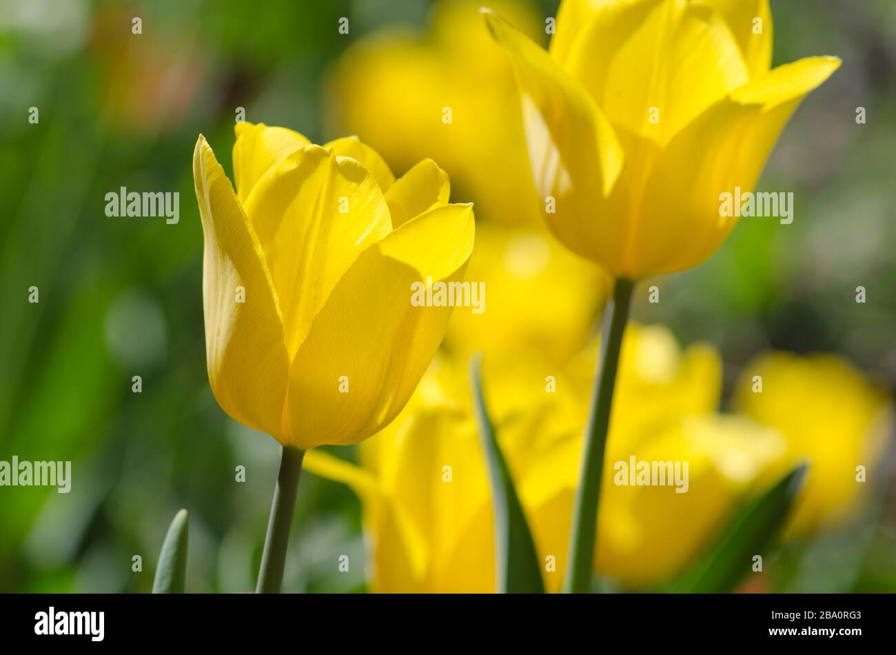 Tulip Yellow present. Beautiful yellow tulips. Beautiful tulips in ...