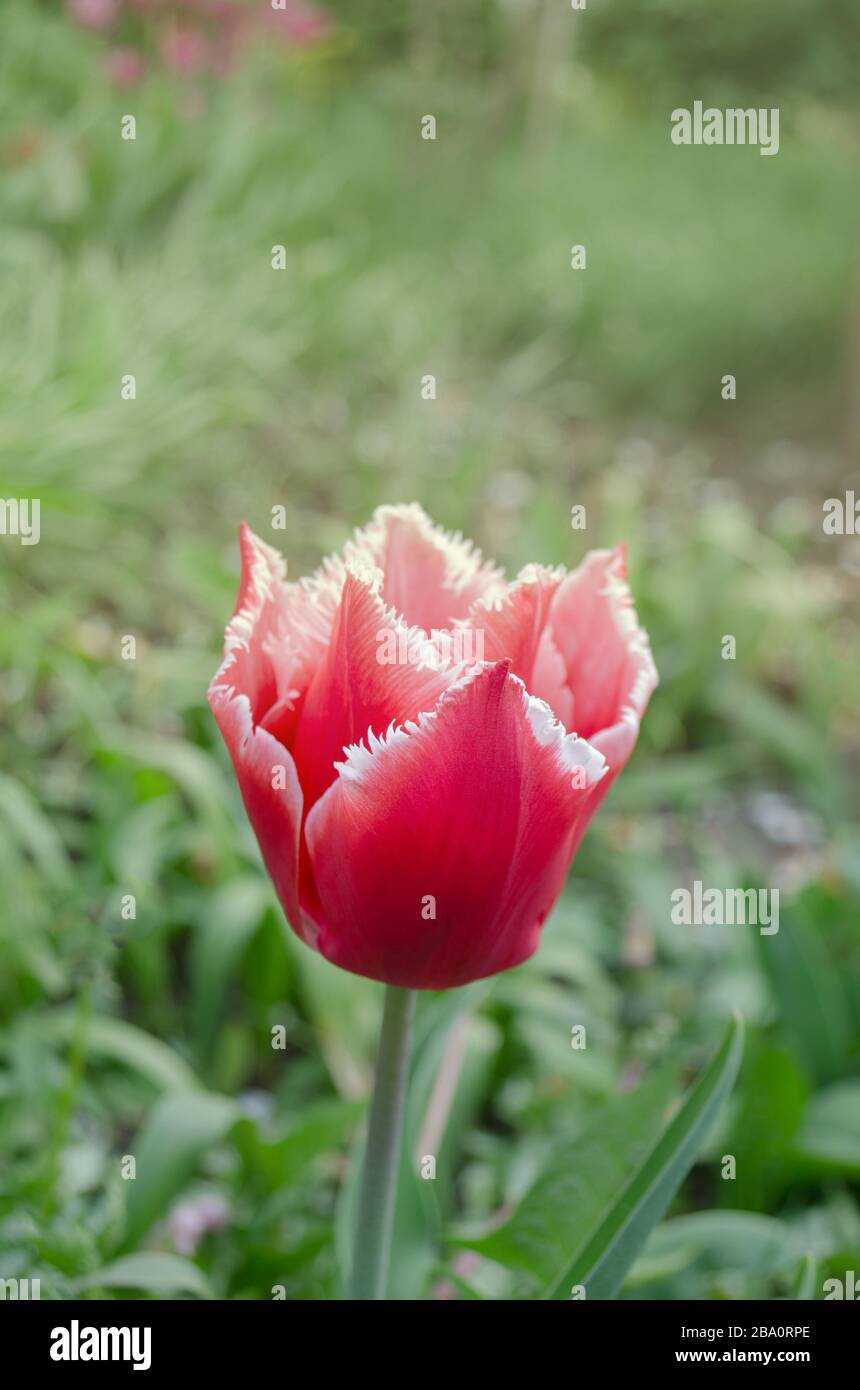 Pink tulip flower Bell song with white fringes to the petals Stock ...