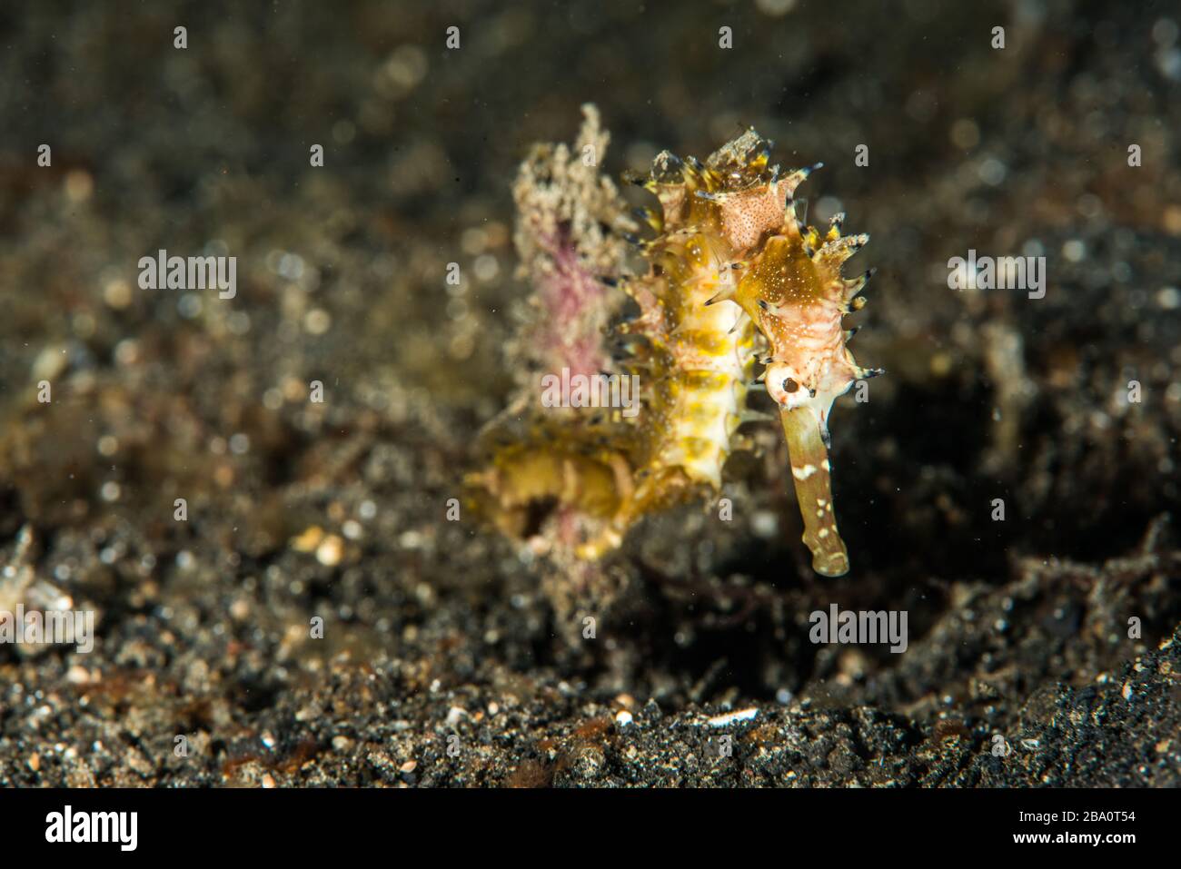 Critters of Lembeh - Underwater Macro Photography Stock Photo - Alamy