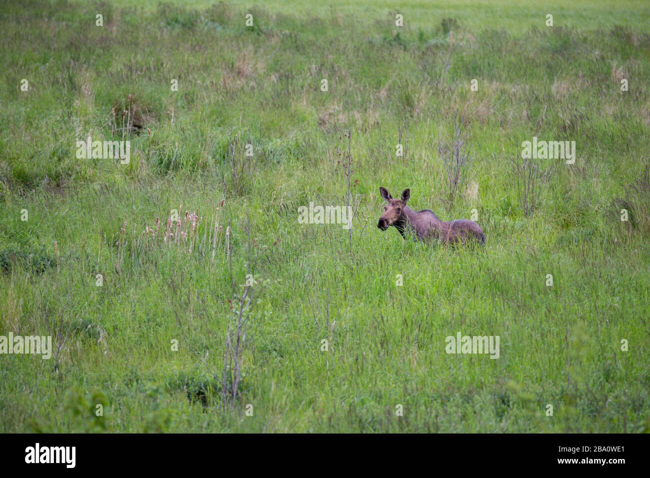 Moose habitat hi-res stock photography and images - Alamy