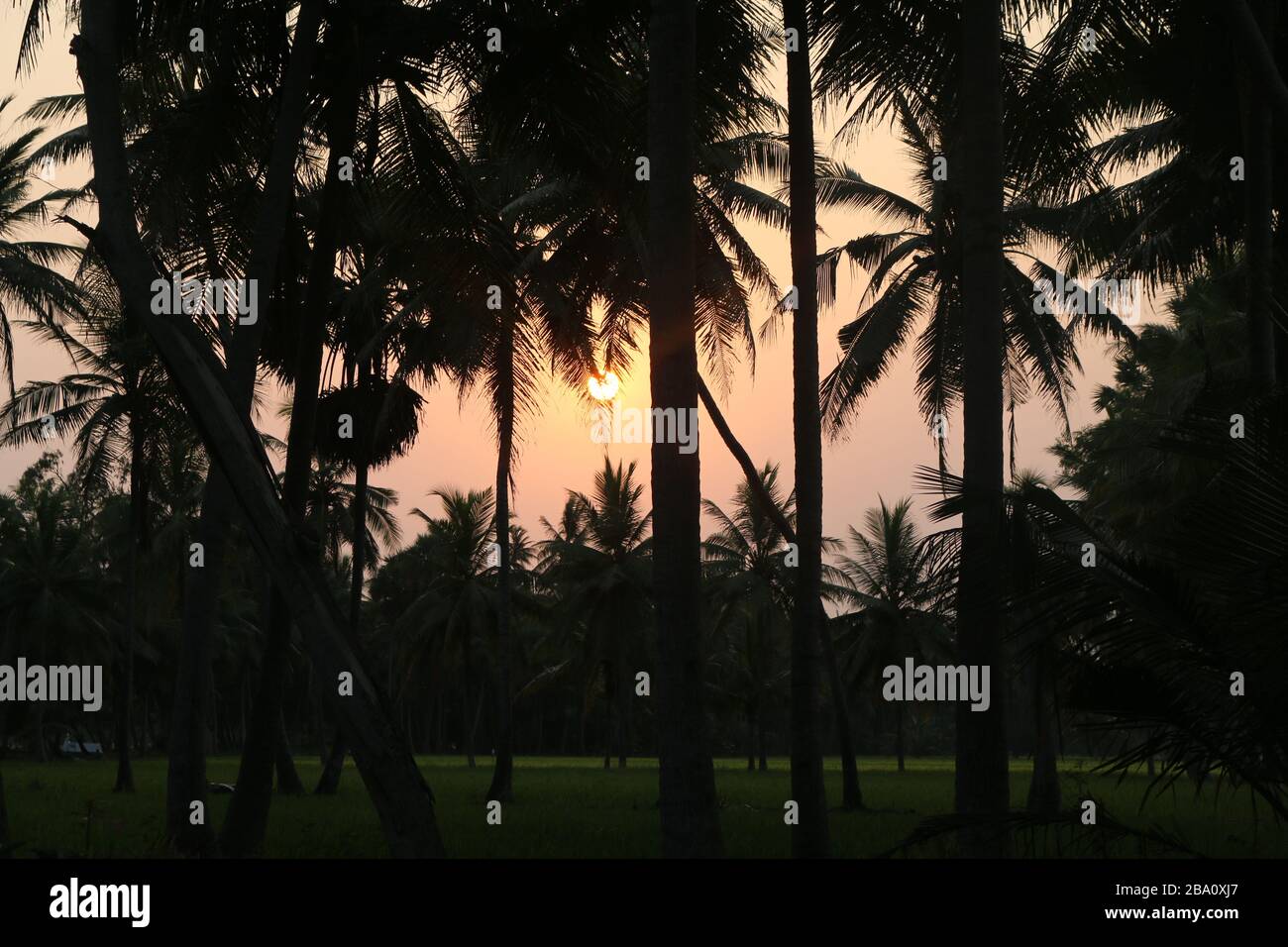 Golden hour. Sunset behind the tree line Stock Photo - Alamy