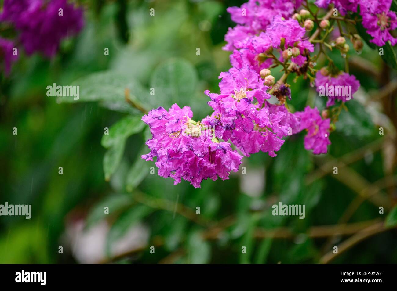 Beautiful flower Crape myrtle, Lagerstroemia bush on tree with green ...