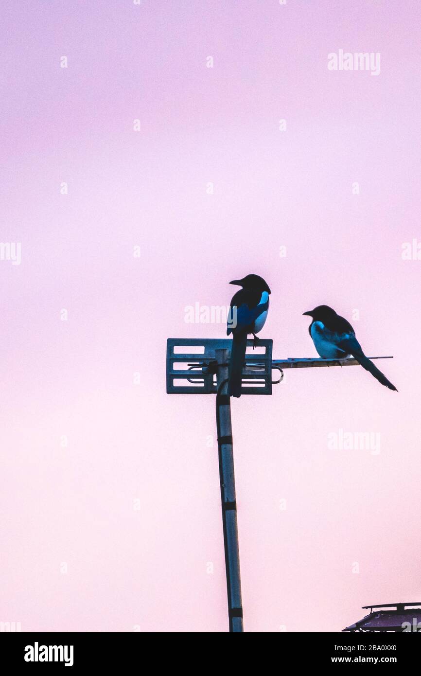 Magpie tv aerial hi-res stock photography and images - Alamy